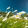 Chamomile Monograph